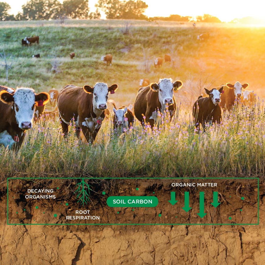 Selecting the best carbon farming method for you